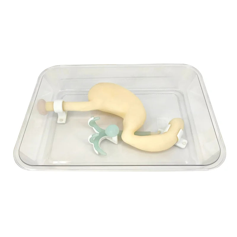 Gastroscope ERCP Scope Training Model for Gastroduodenal and Biliary ...