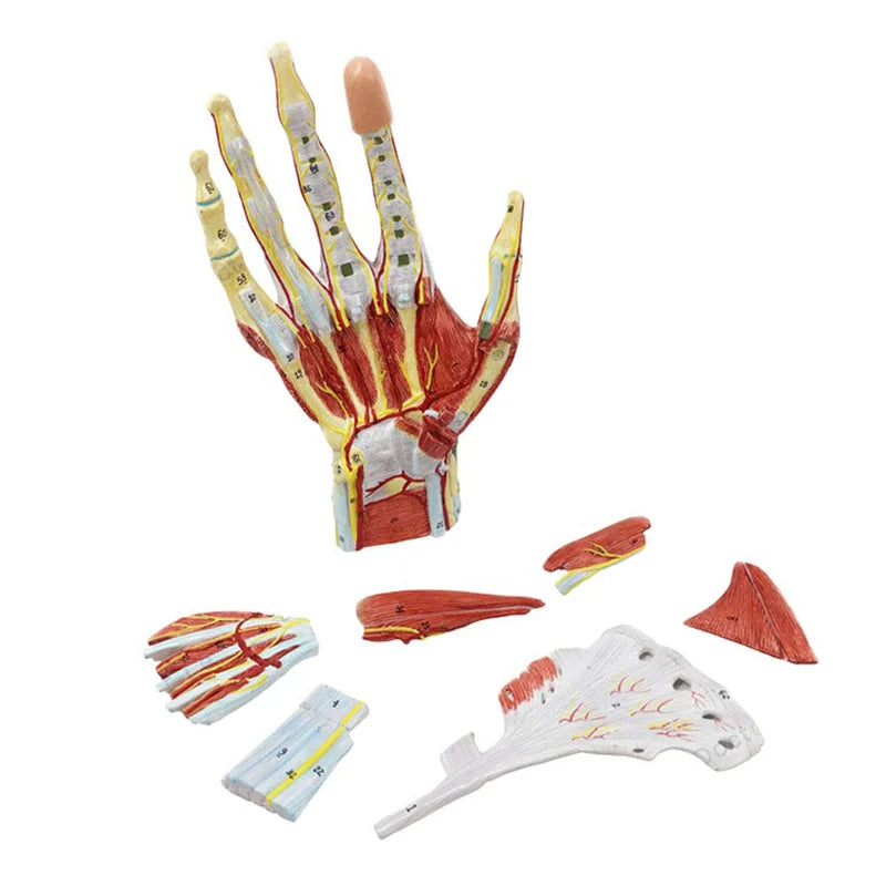 Human Skeleton Model Muscles Ligaments | Human Muscle Skeleton Anatomy ...